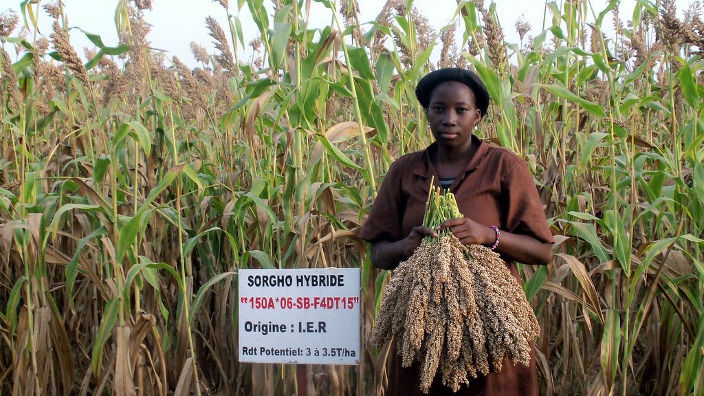Mali, Development of Agriculture through Sorghum Hybrids (DASH) - EUCORD