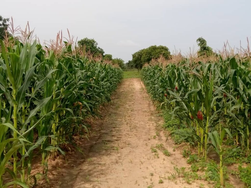 Mali, Integrated Maize Project (PIM) - EUCORD